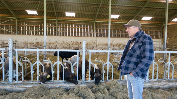 Koe beheert Westzijderveld - De Zaanse Verhalen